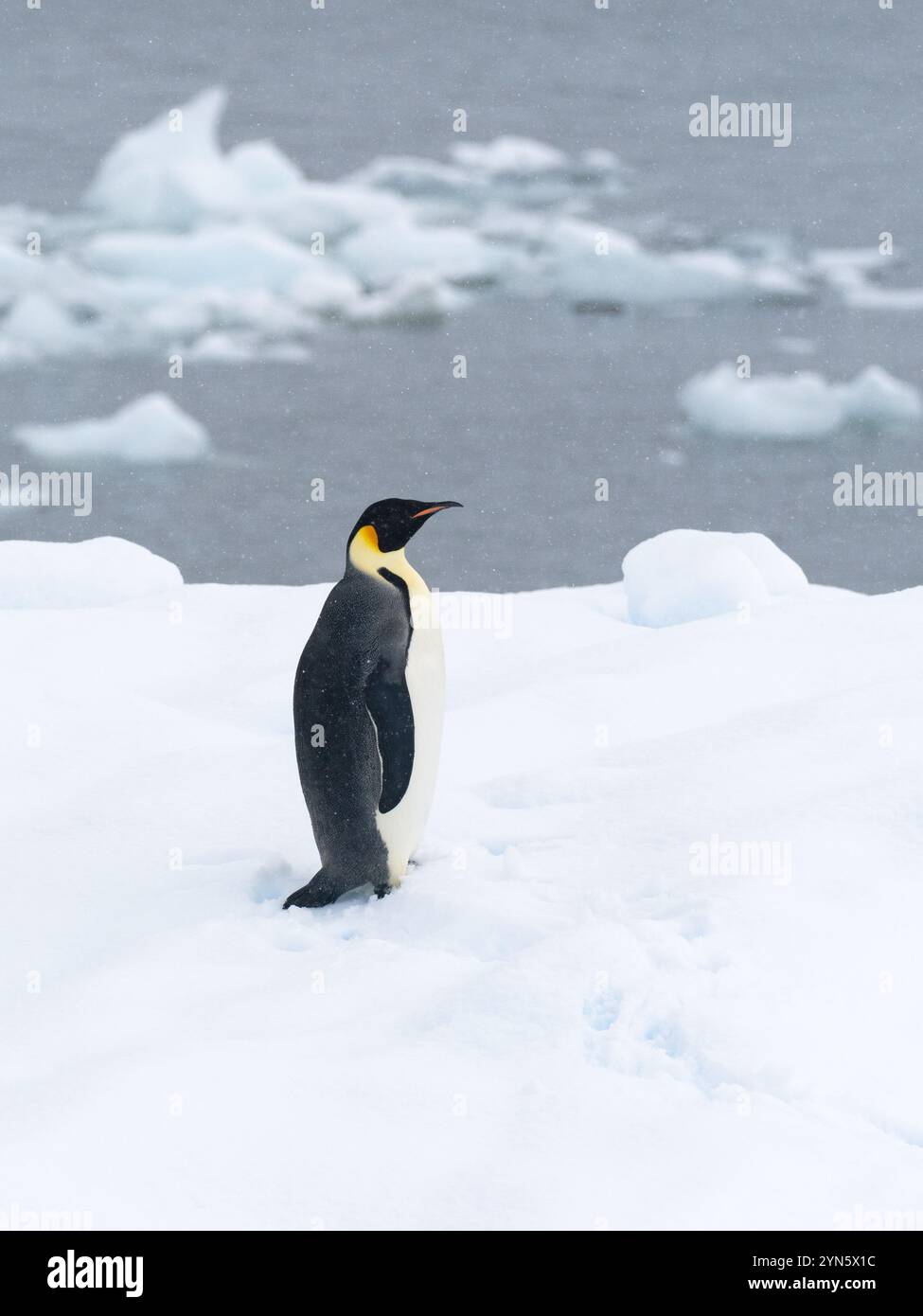 Endurance antarctica hi-res stock photography and images - Alamy