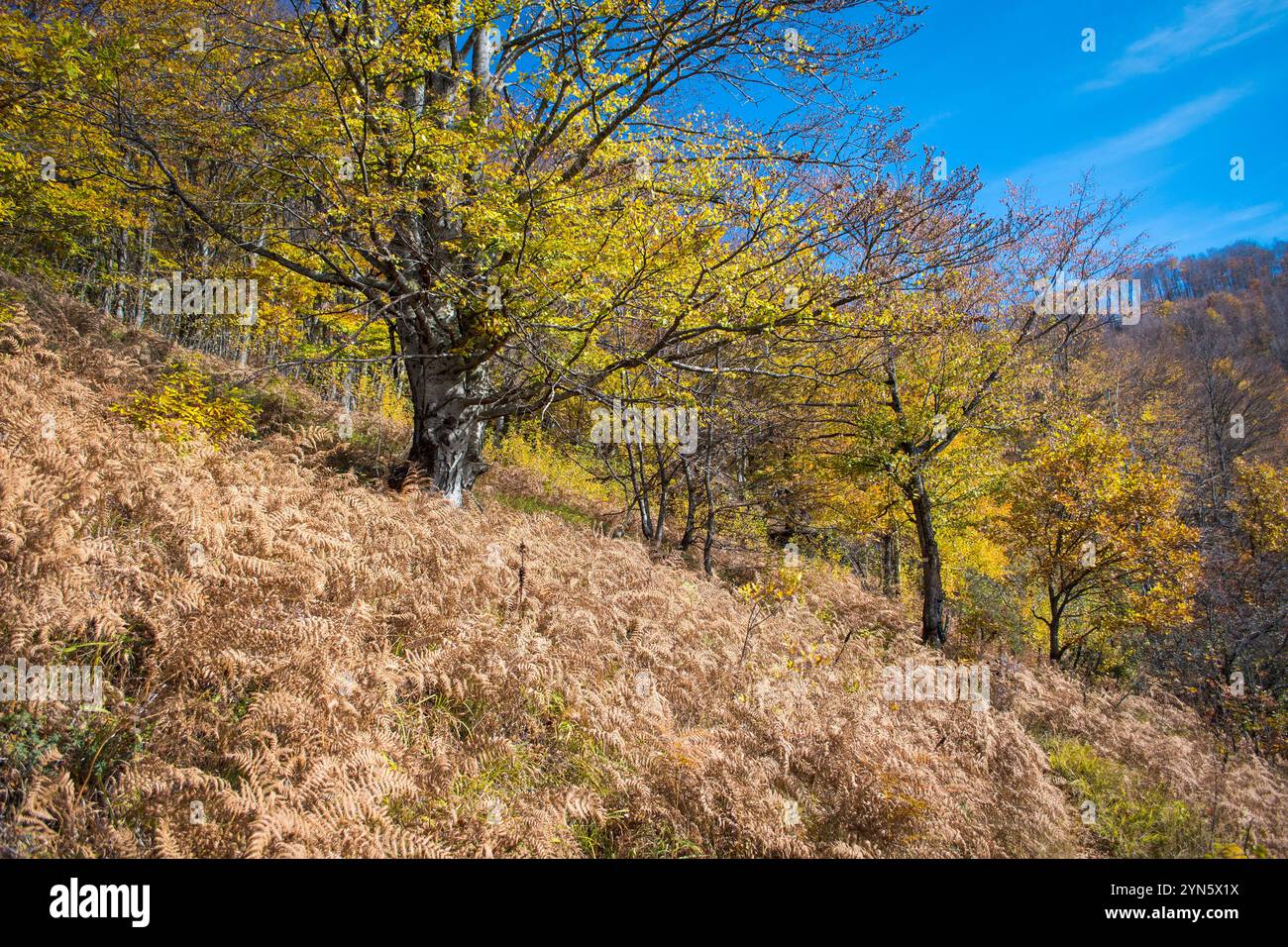Mountain landscape in autumn. Beautiful colors of the leaves, trees and ...
