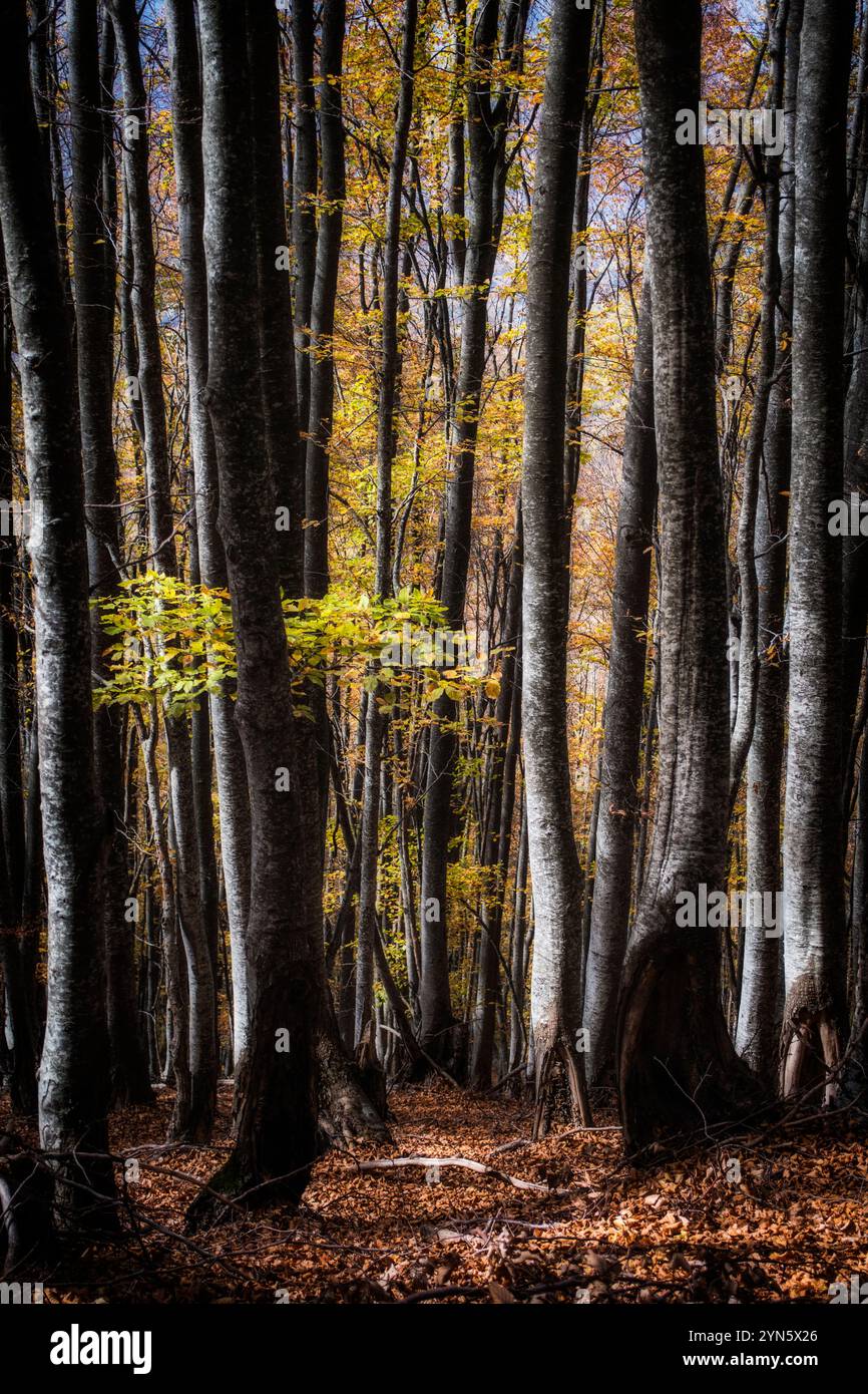 Mountain landscape in autumn. Beautiful colors of the leaves, trees and ...