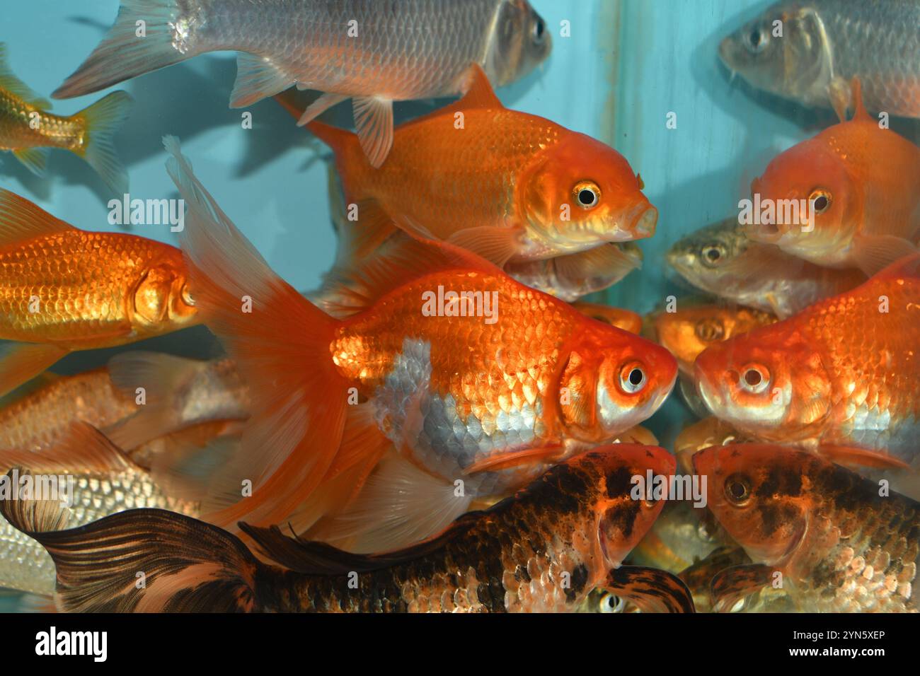 A school of red and brightly colored fish swim in the waters of a home ...