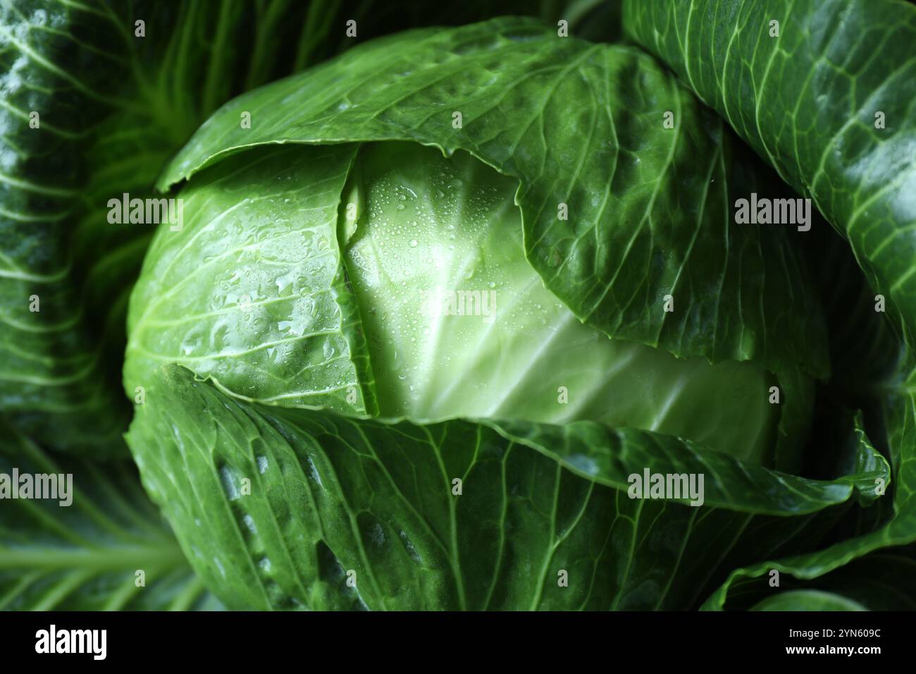 Whole ripe head of cabbage as background, closeup Stock Photo - Alamy