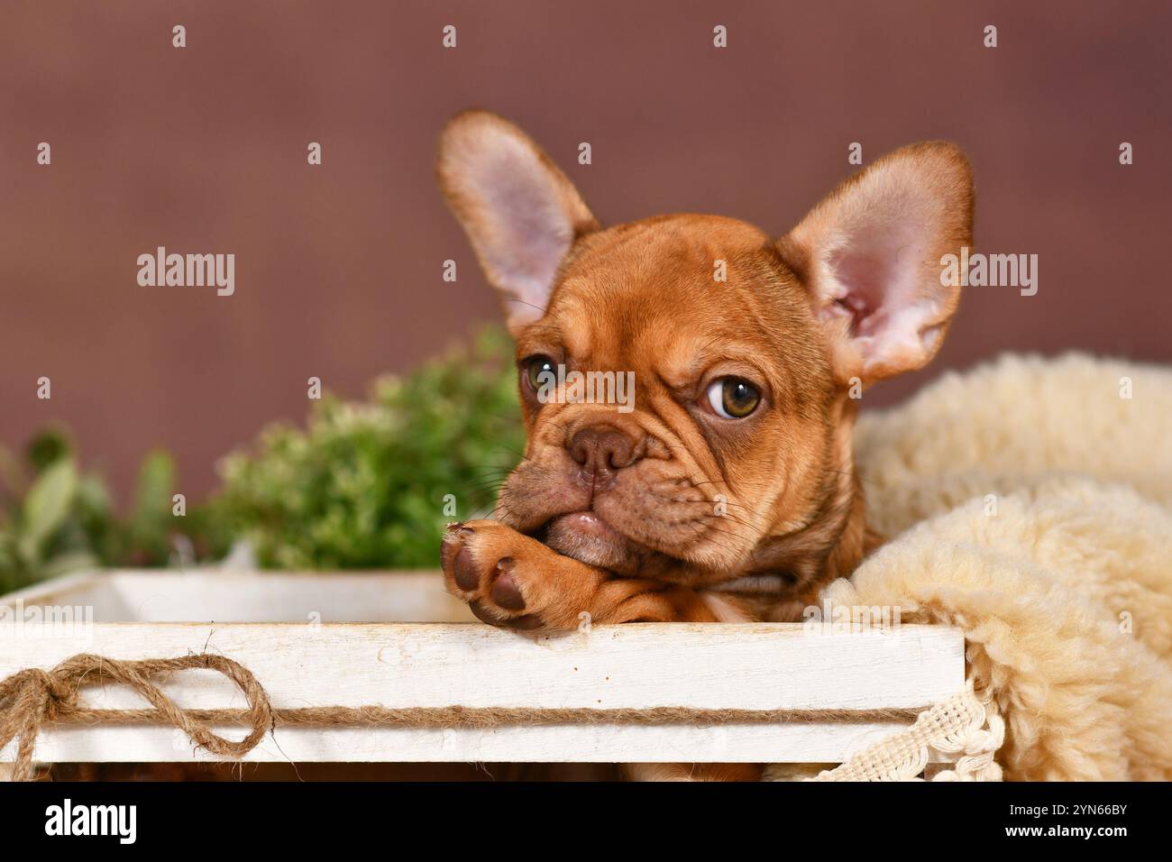 Cute Mocca French Bulldog dog puppy in box in front of brown background ...