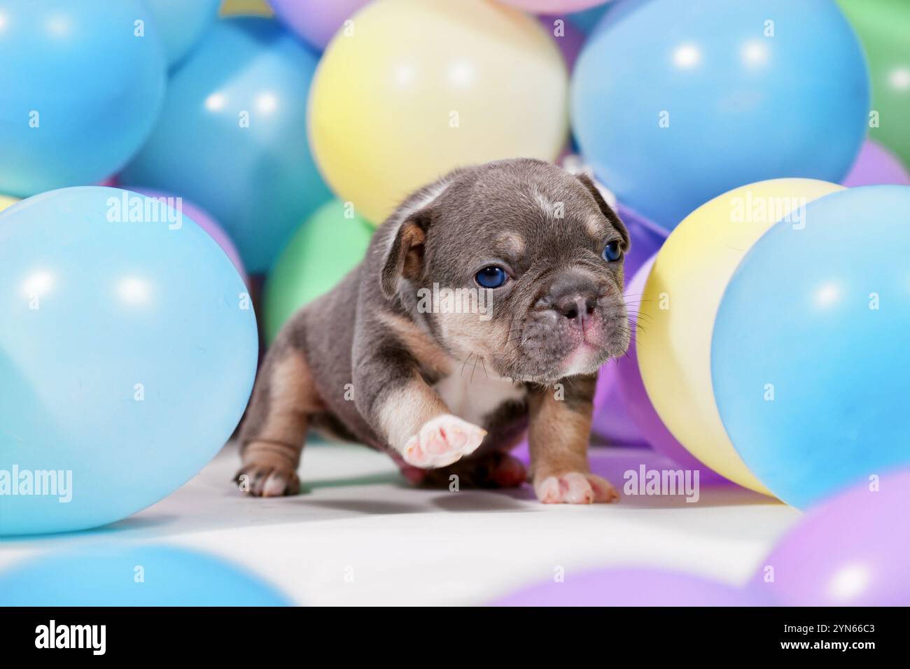 Cute tan French Bulldog dog puppy between colorful balloons Stock Photo ...