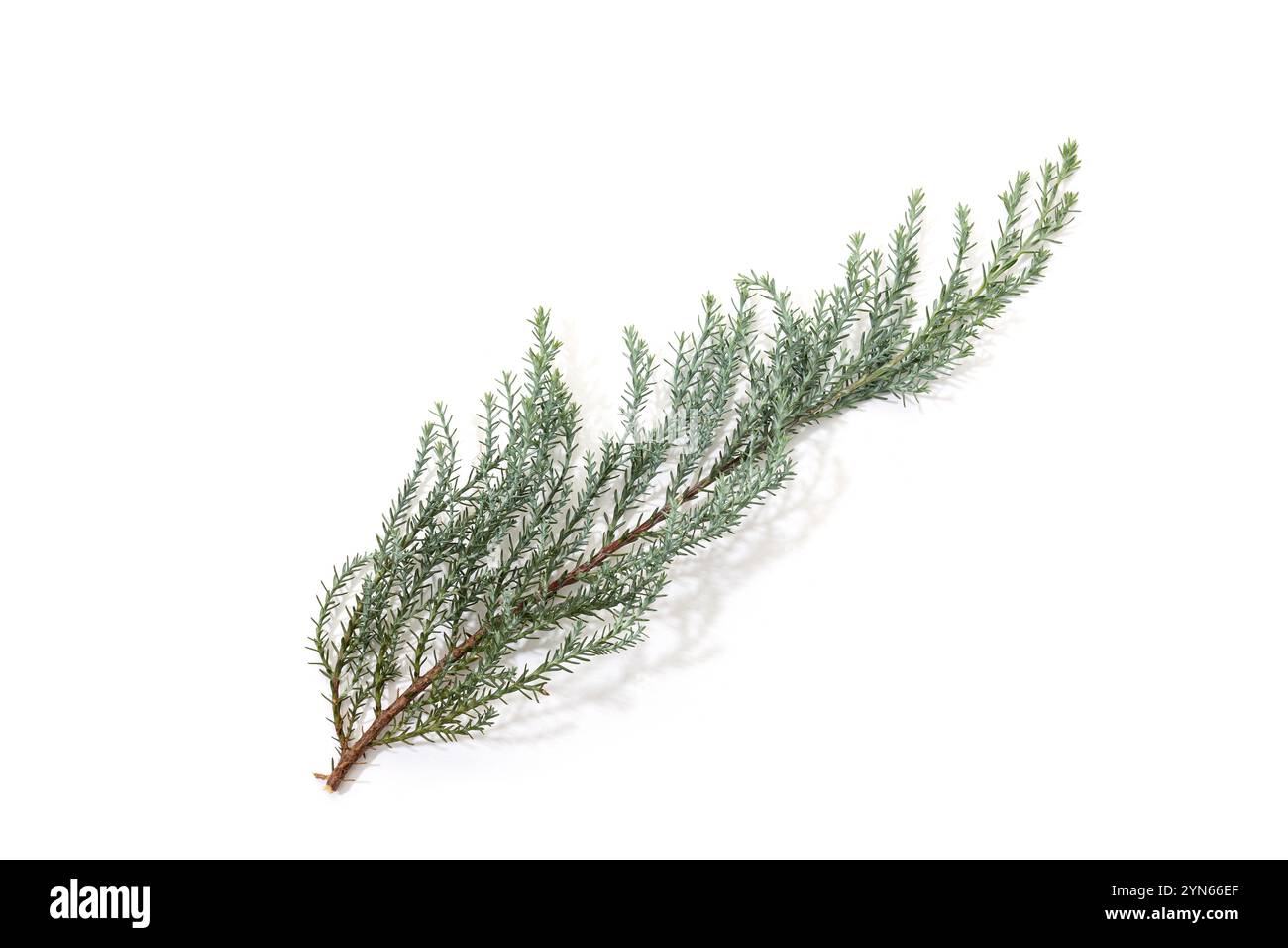Chinese juniper hi-res stock photography and images - Alamy