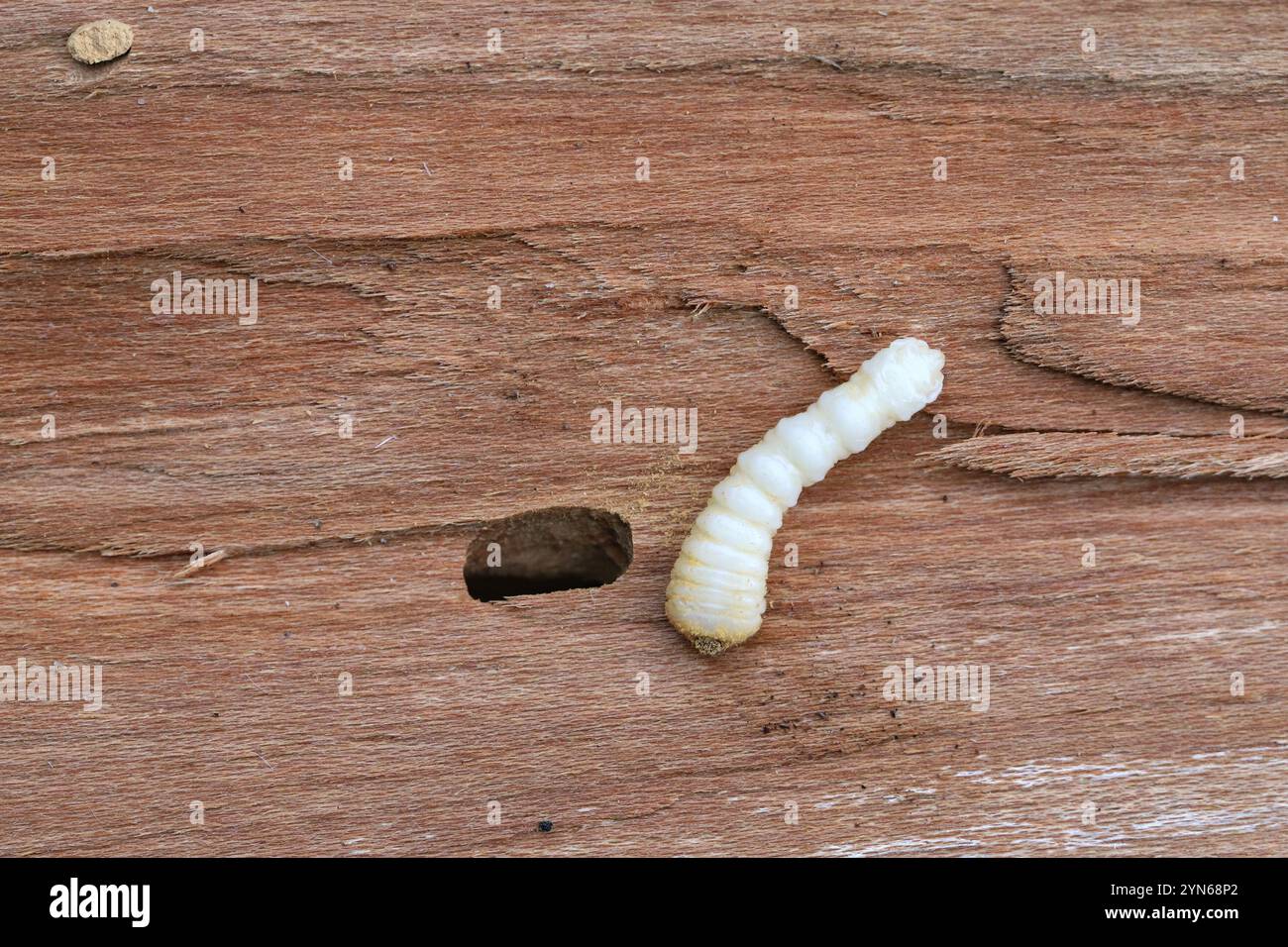 Burrowing larvae hi-res stock photography and images - Alamy