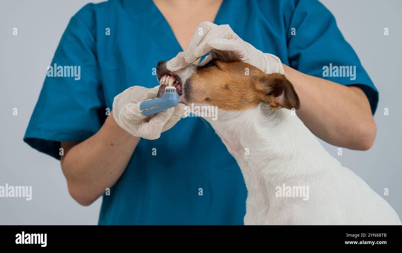 A vet is cleaning the teeth of a Jack Russell Terrier Stock Photo - Alamy