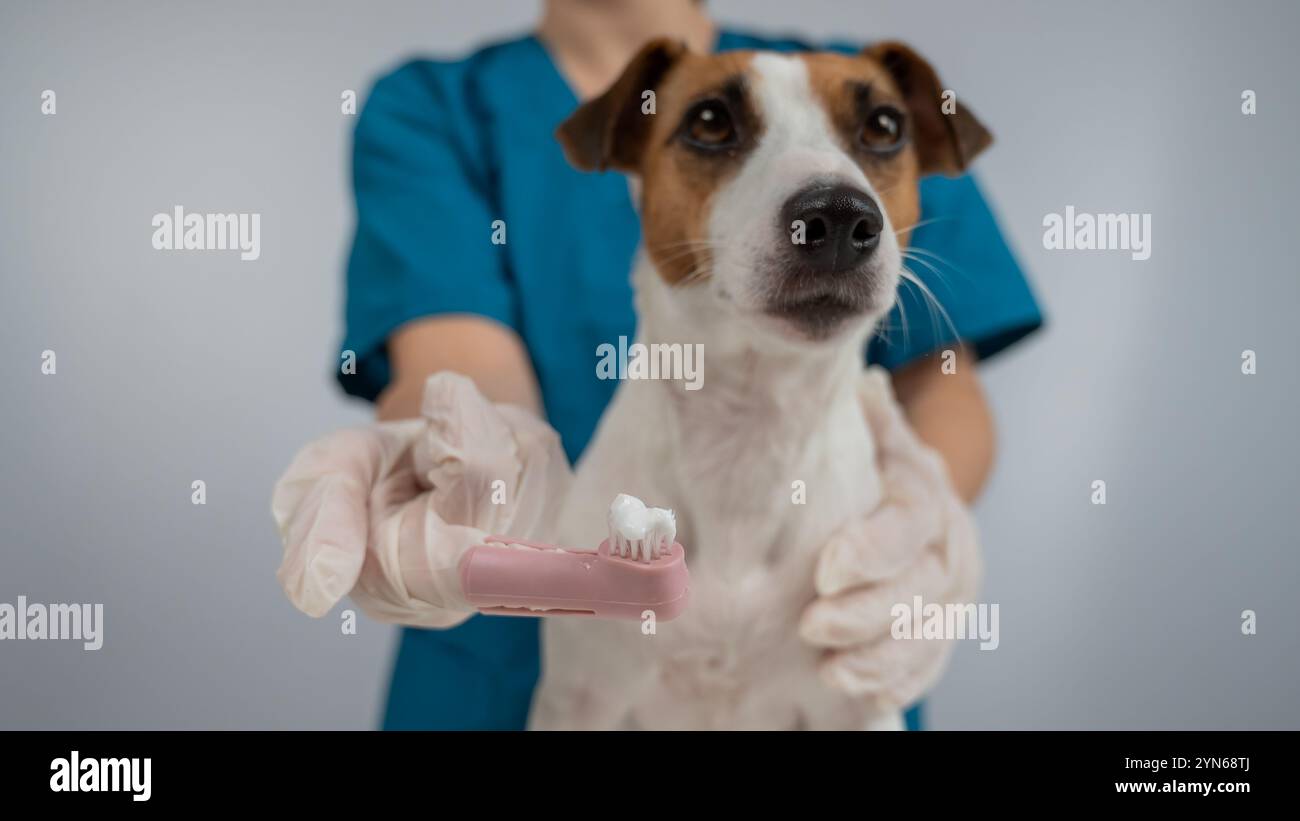 A vet is cleaning the teeth of a Jack Russell Terrier Stock Photo - Alamy