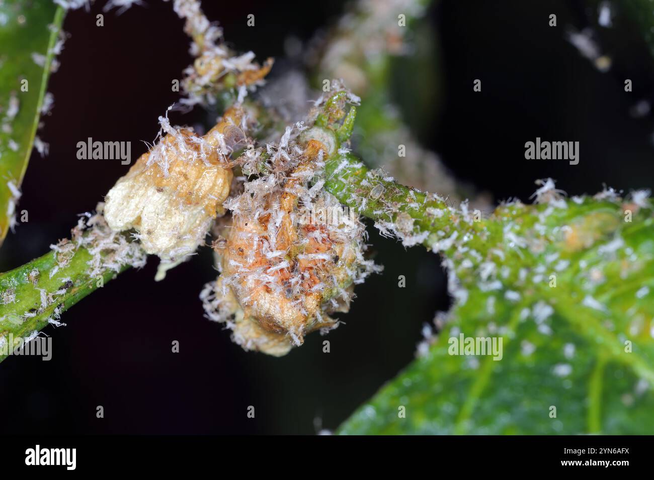 Wingless insects hi-res stock photography and images - Alamy