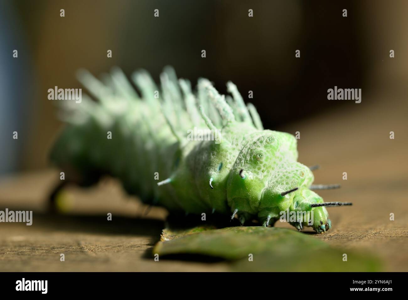 Large green caterpillar of the Cobra moth (Attacus atlas) with spiny ...