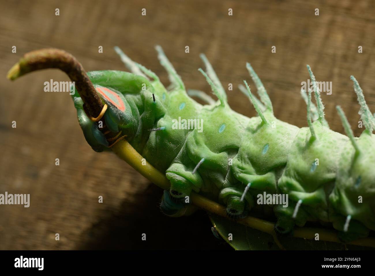Large green caterpillar of the Cobra moth (Attacus atlas) with spiny ...