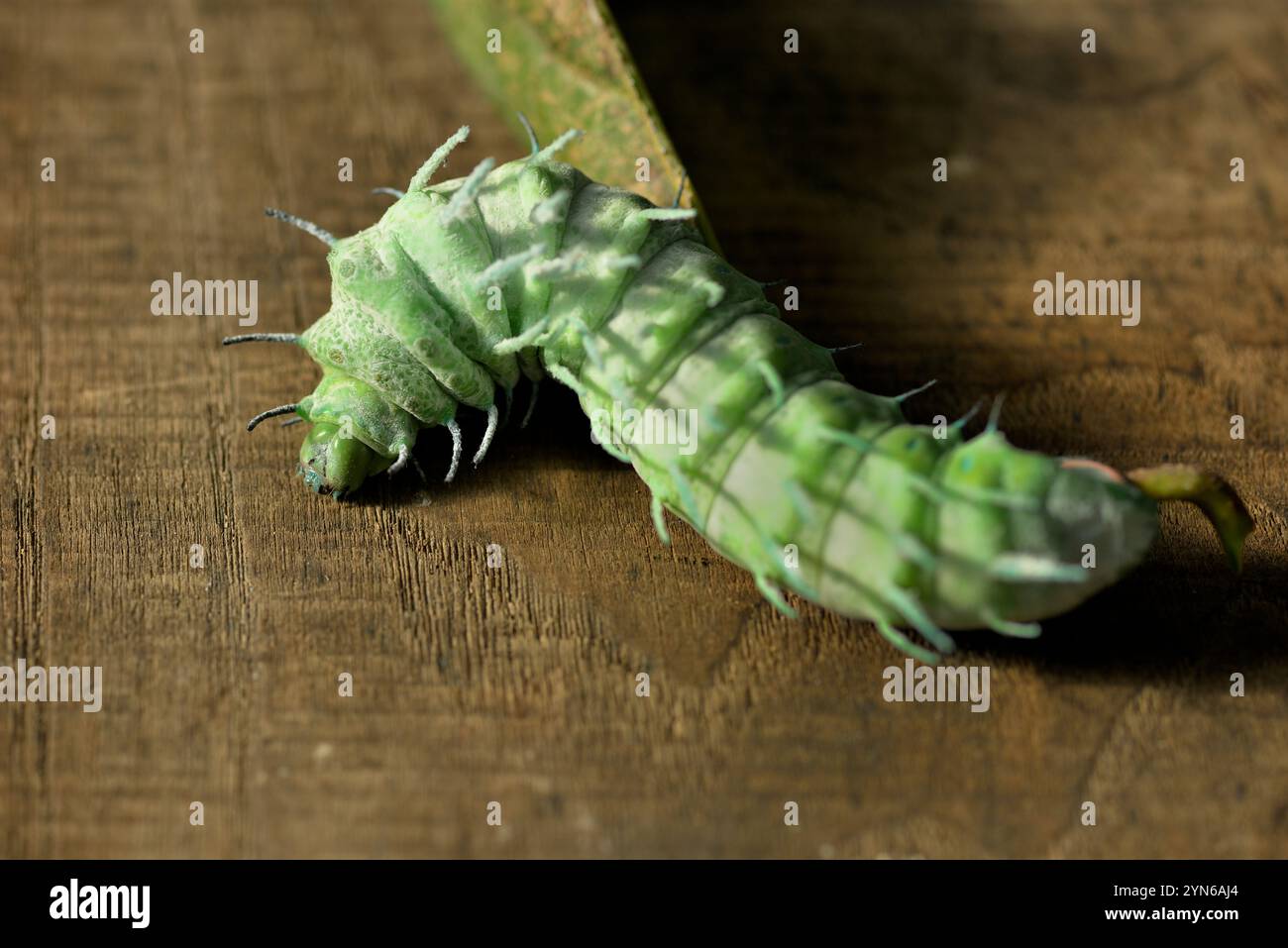 Large green caterpillar of the Cobra moth (Attacus atlas) with spiny ...