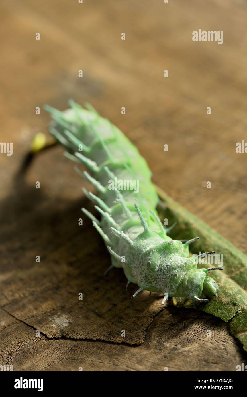 Large green caterpillar of the Cobra moth (Attacus atlas) with spiny ...