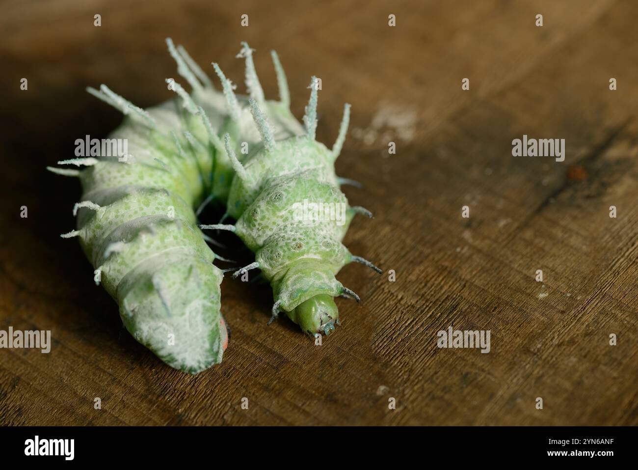 Large green caterpillar of the Cobra moth (Attacus atlas) with spiny ...