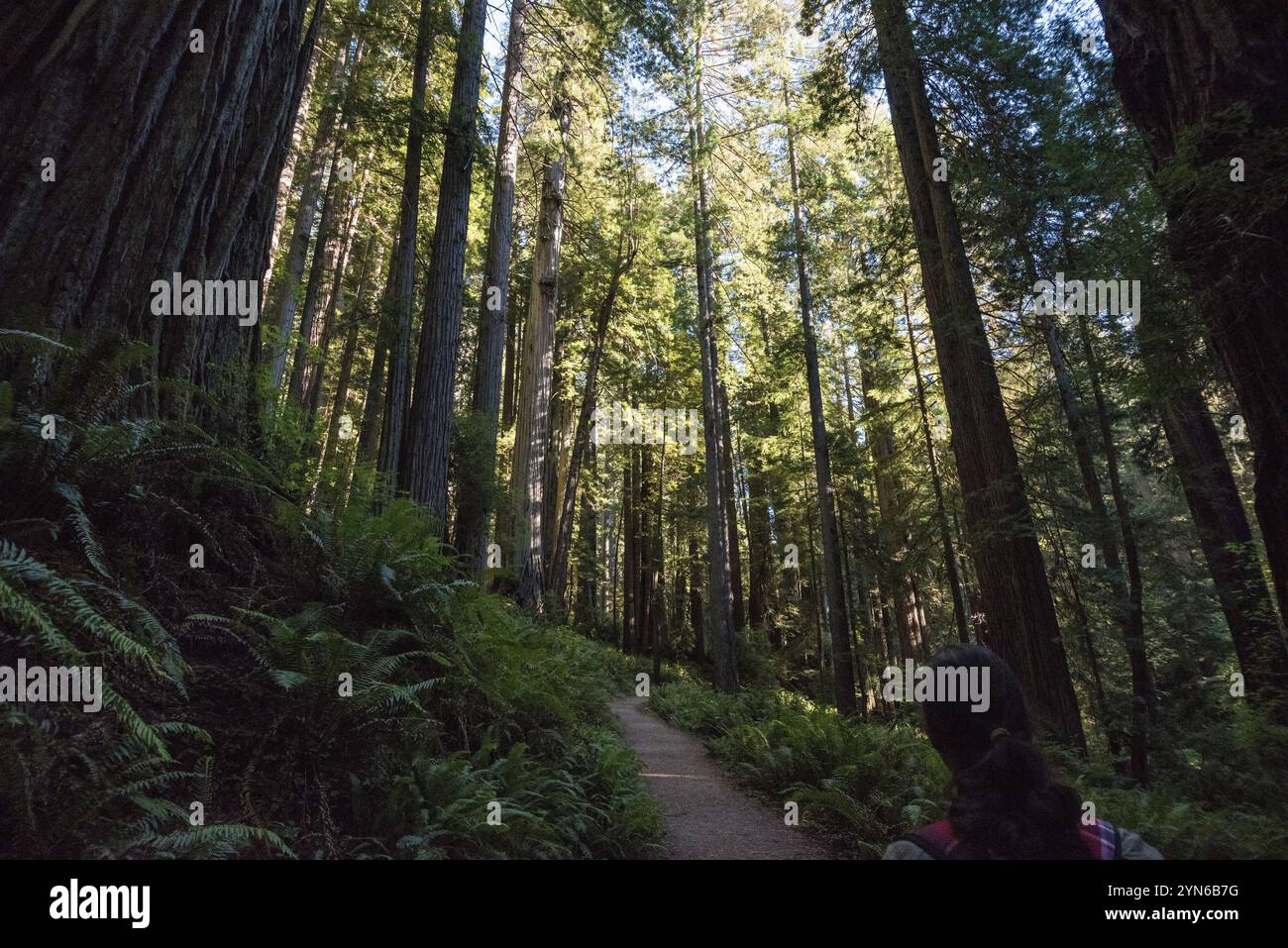 Hiking in between giant Sequoia trees in Redwood National Park, USA ...