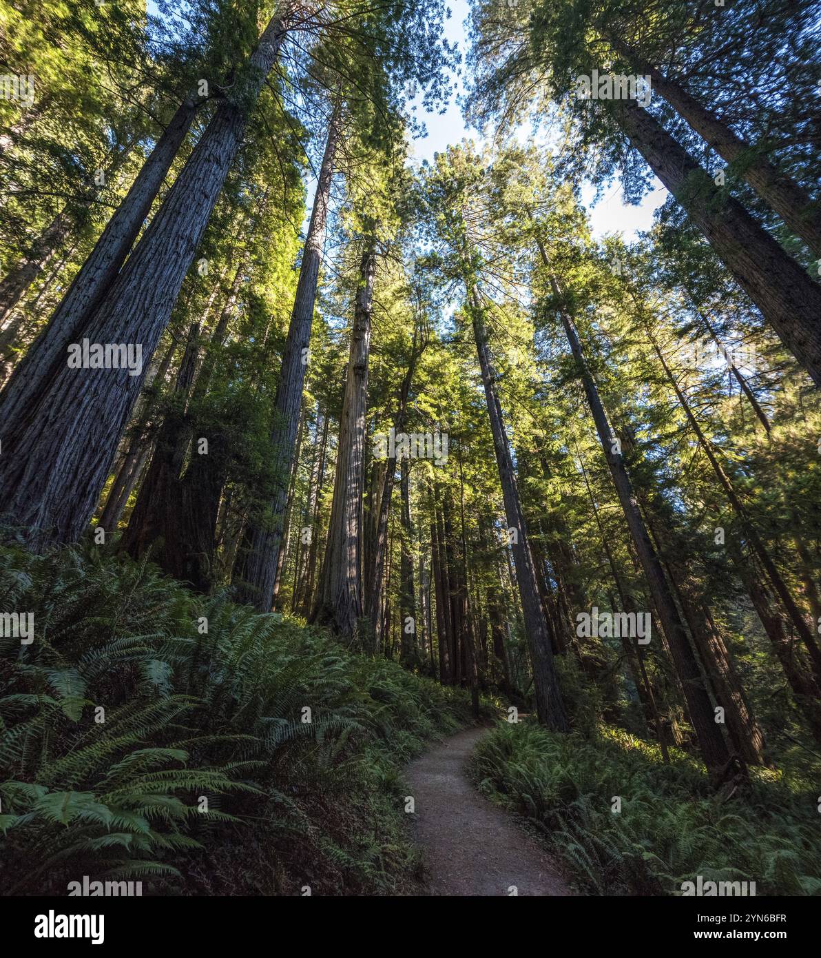 Hiking in between giant Sequoia trees in Redwood National Park, USA ...