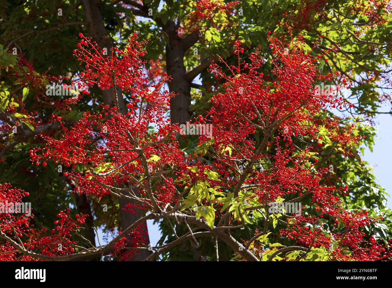 Brachychiton acerifolius, Australian flame tree, Kefalonia, Ionian ...