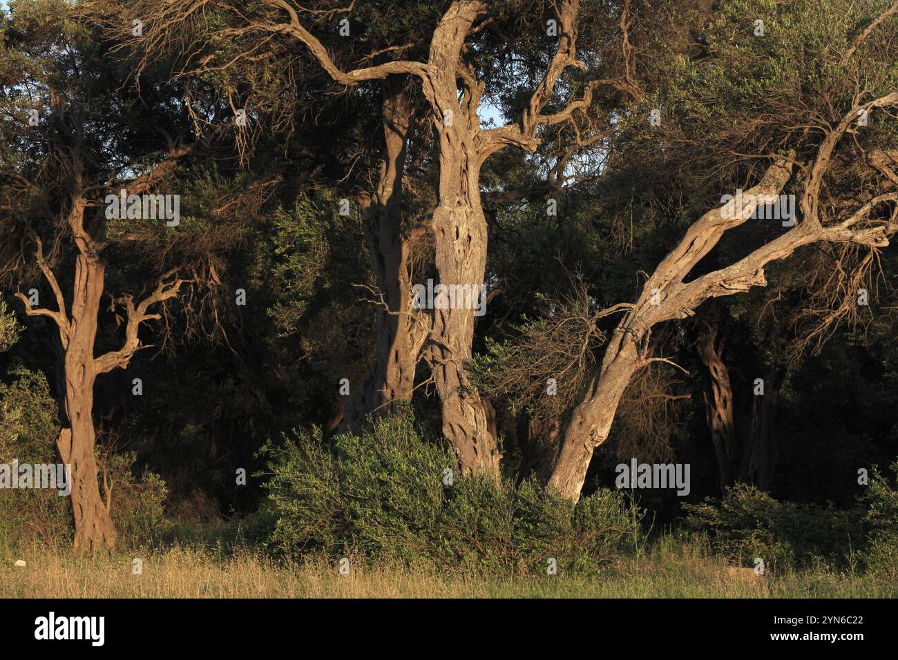 Corfu olive trees hi-res stock photography and images - Alamy