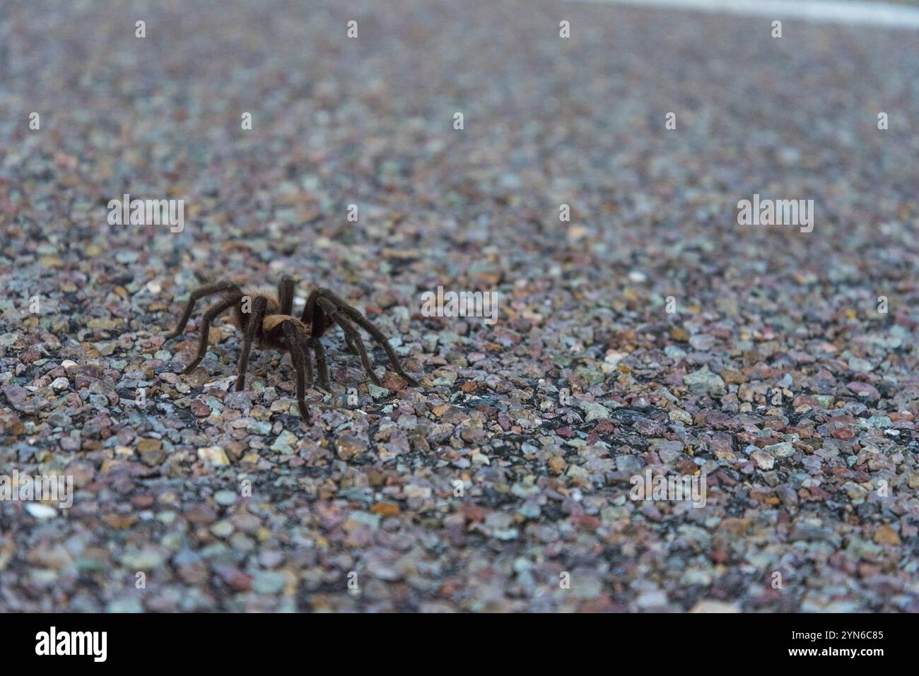A Tarantula spider crossing a highway in Big Bend National Park, USA ...