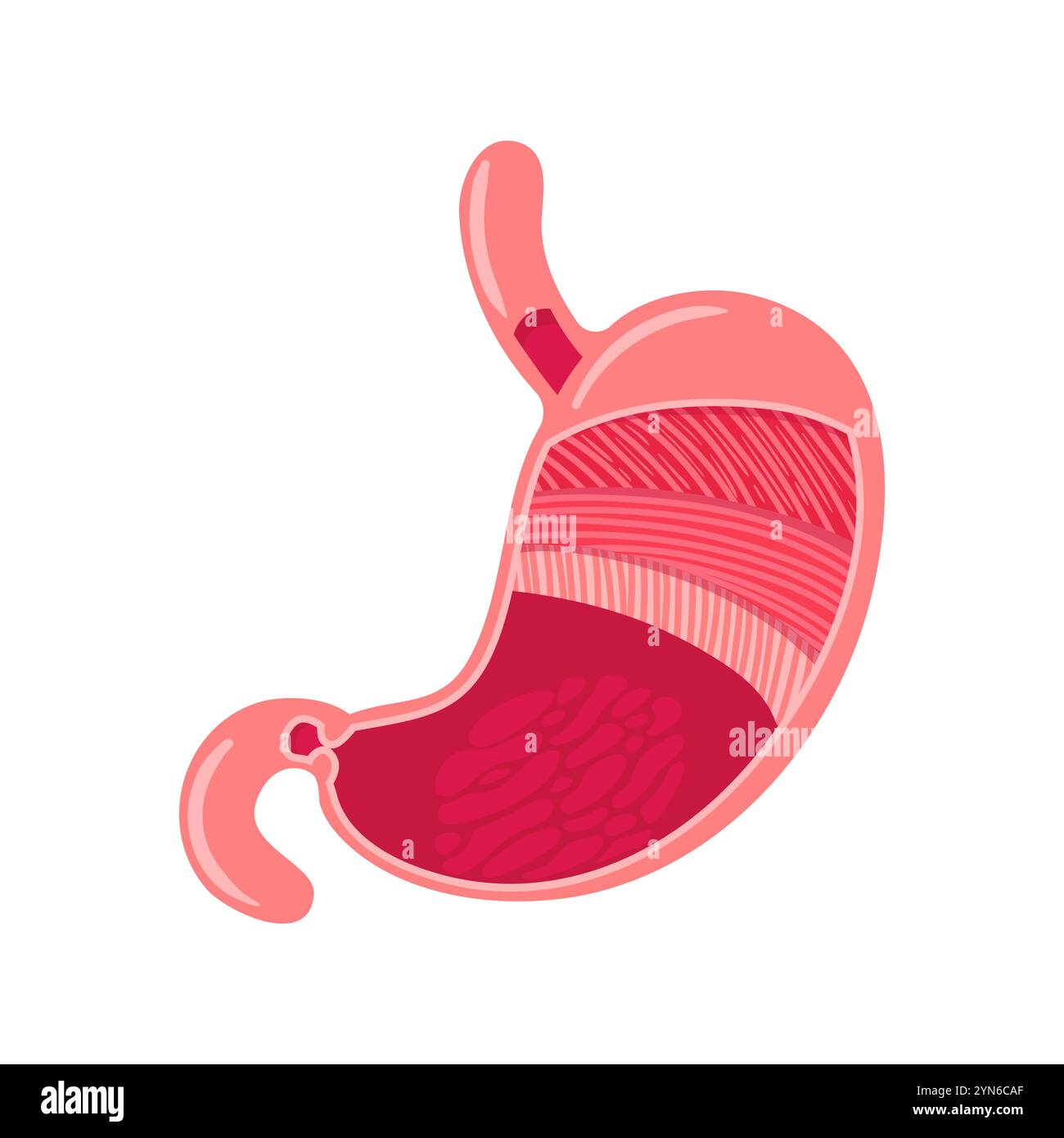 Human anatomy visualization scientific Stock Vector Images - Alamy