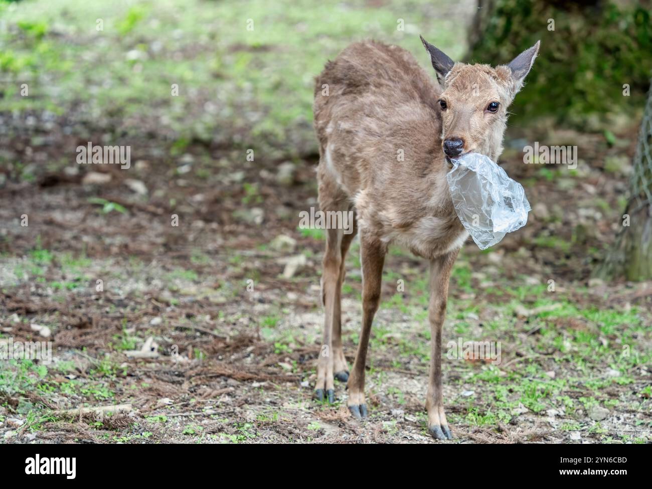 A sika deer in Nara park holding a plastic bag. Plastic pollution ...