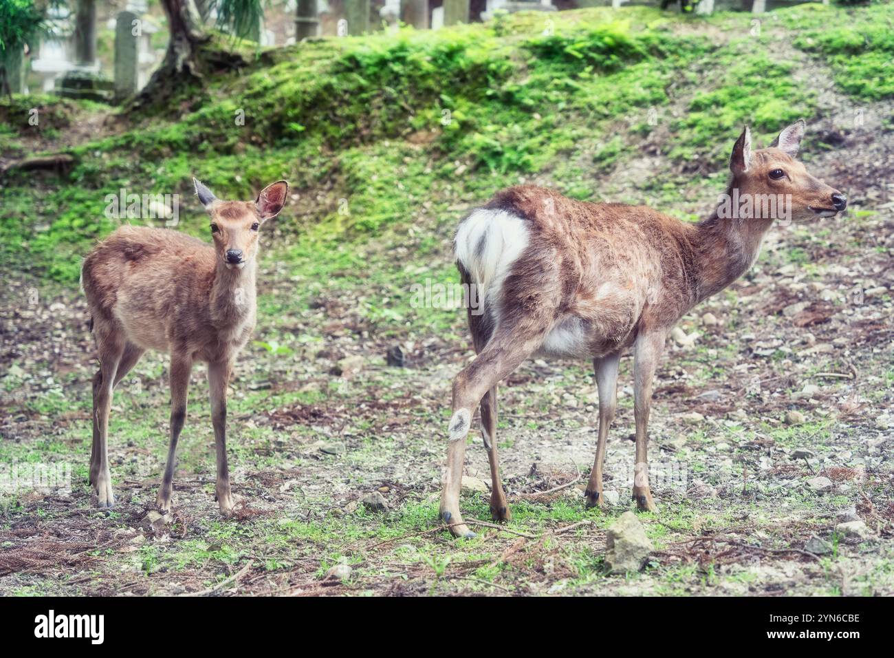 Iconic japanese deer hi-res stock photography and images - Alamy