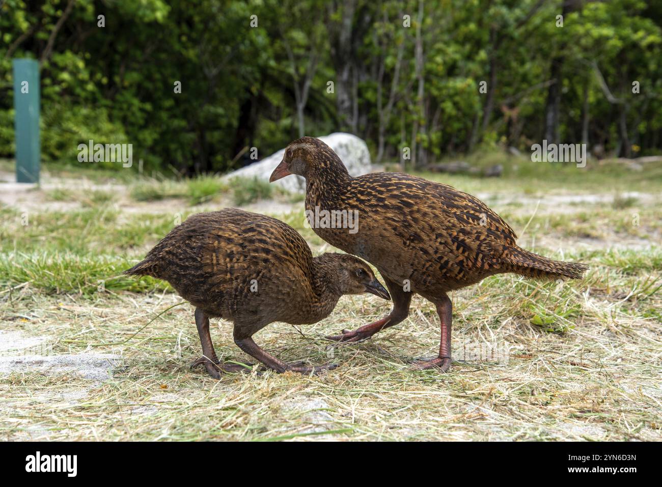 Nosy Weka birds demanding food from hikers at Abel Tasman Coast Track ...
