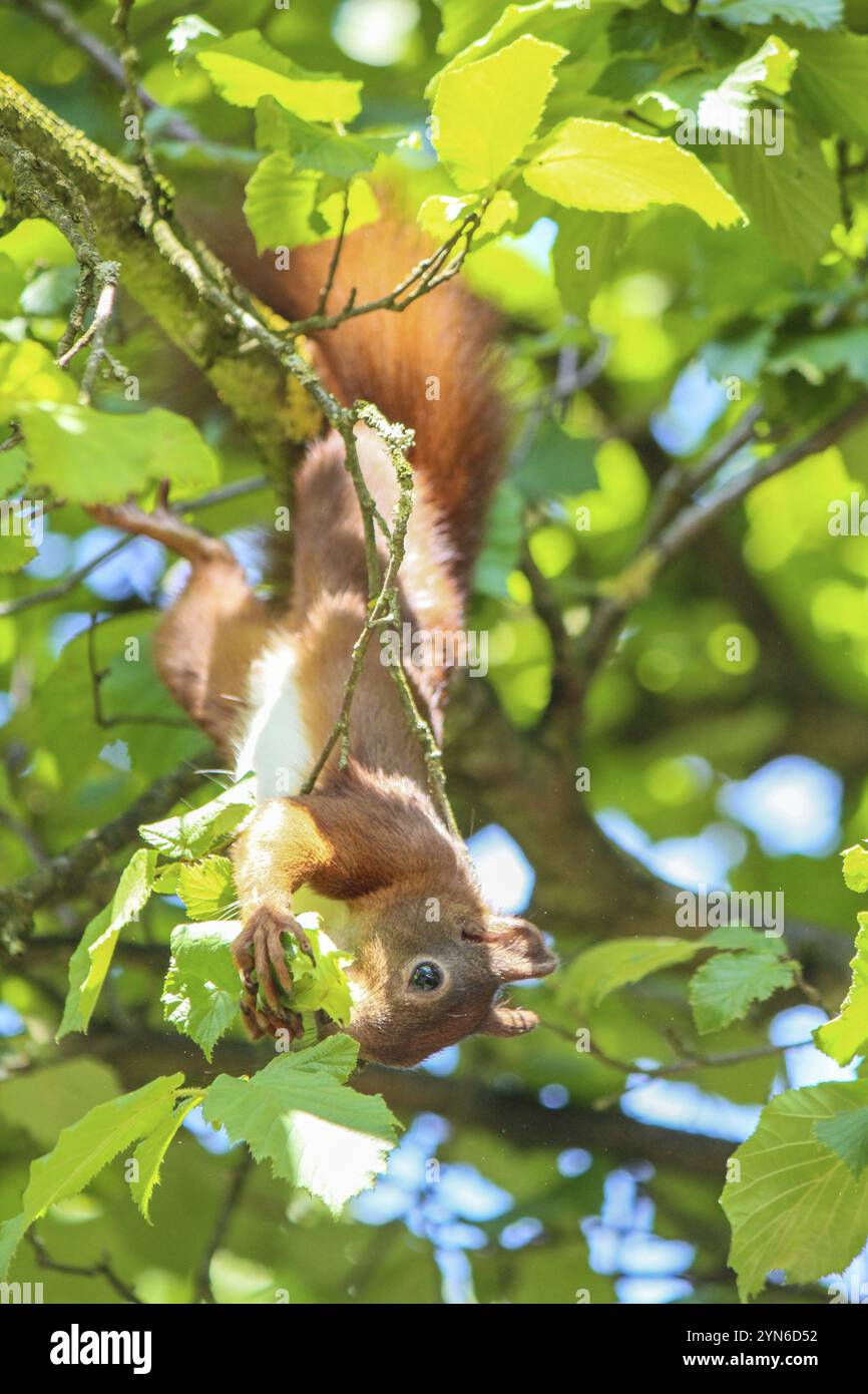 Squirrels collecting nuts hi-res stock photography and images - Alamy