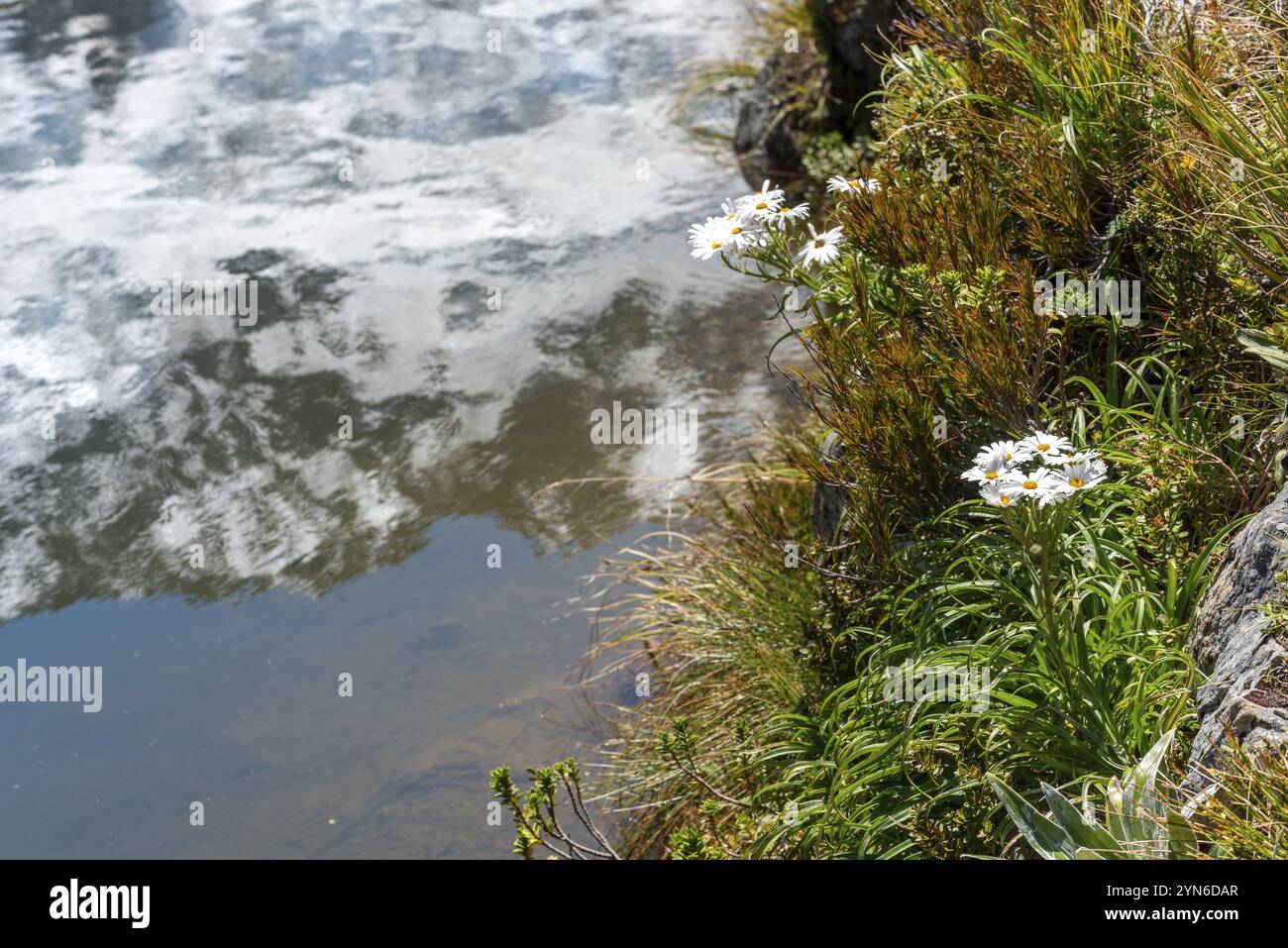 Alpine daisy flowers and reflecting mountains in Aoraki National Park ...