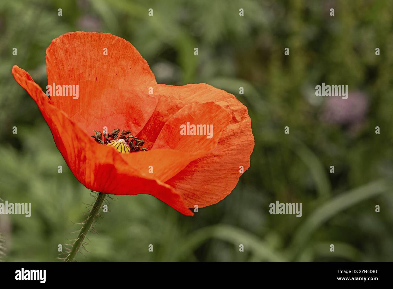 Beautiful red poppy flower in the sun Stock Photo - Alamy