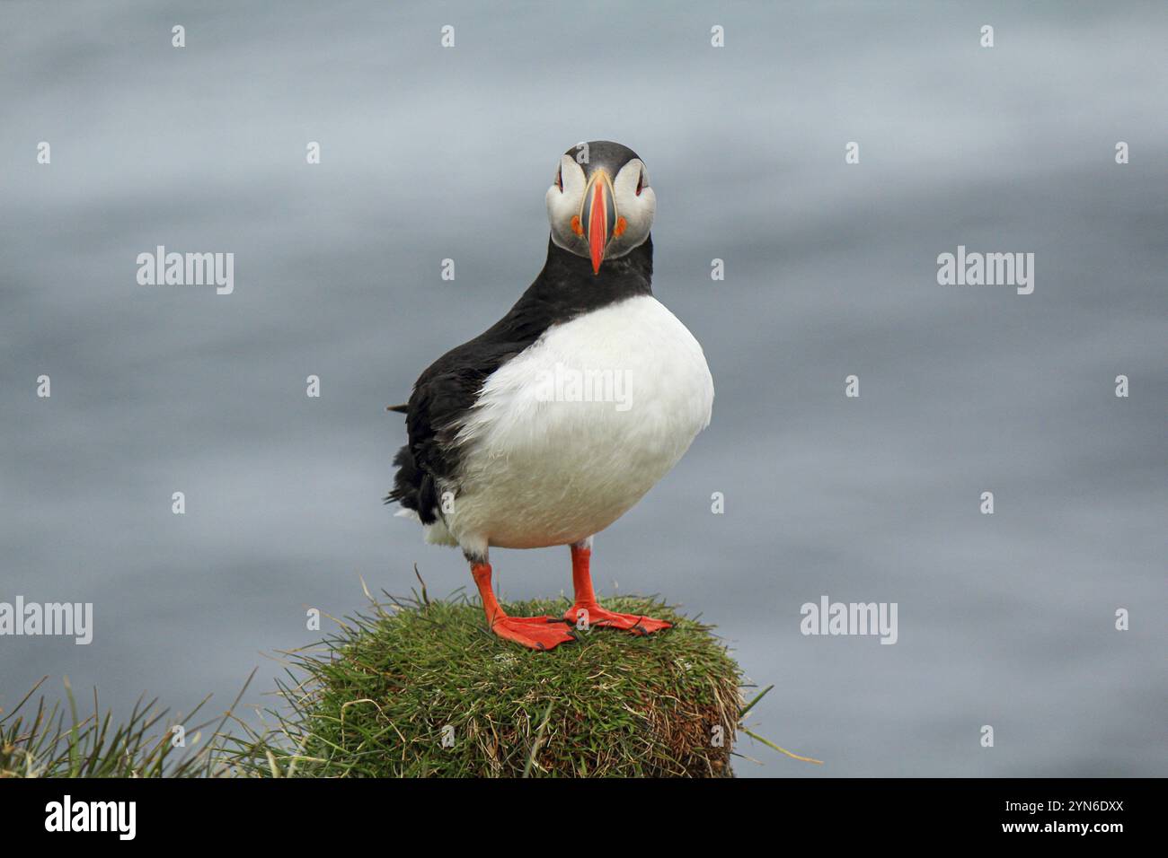 Atlantic puffin at their breeding place Latrabjarg, Iceland, Europe ...