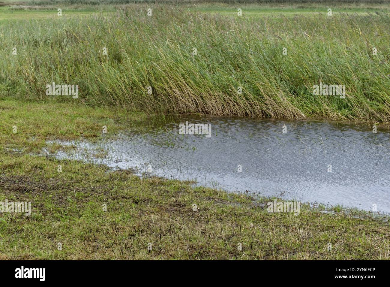 Wet meadow landscape behind the north sea dunes Stock Photo - Alamy
