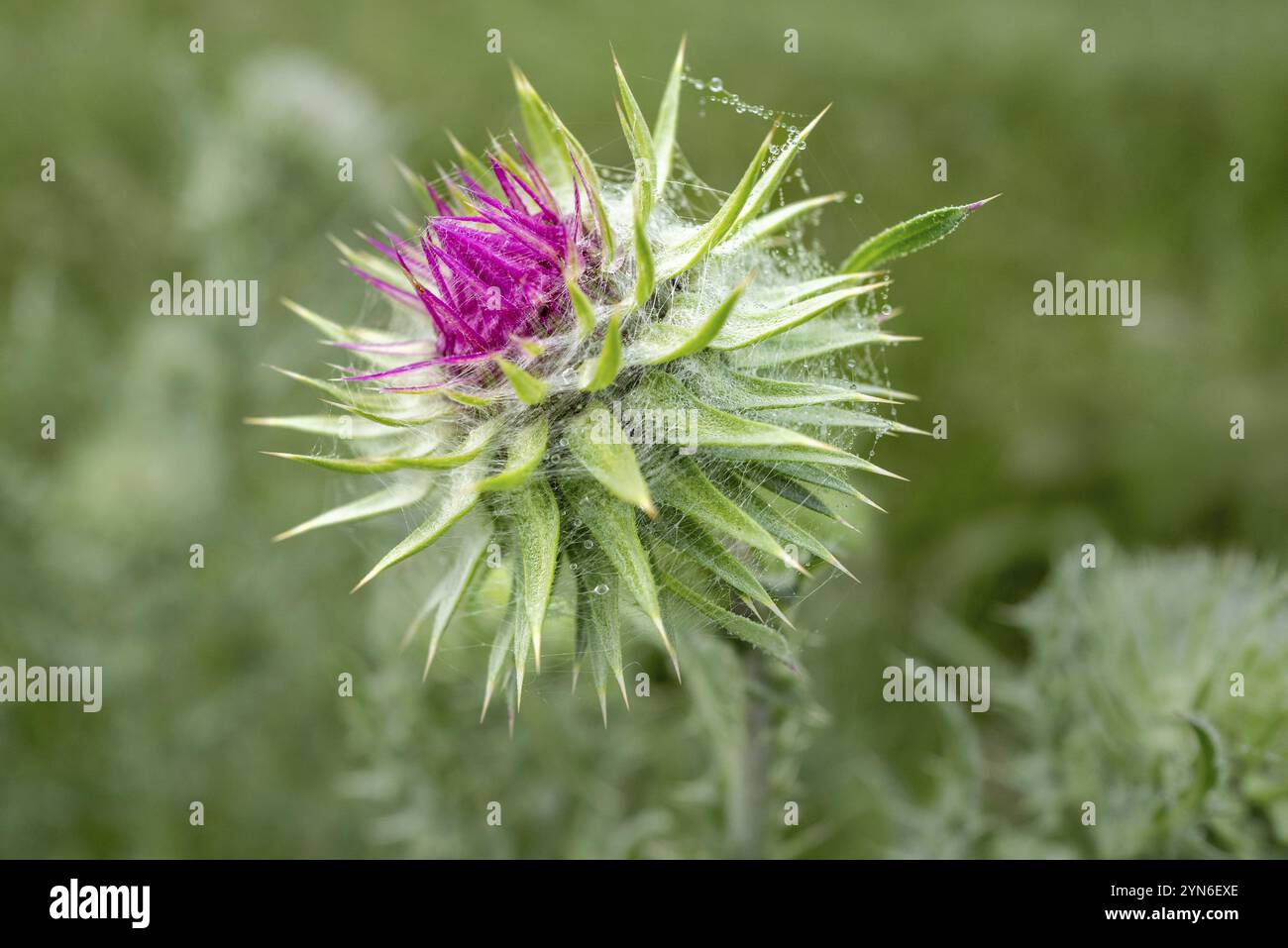 Flowering buds plant thistle hi-res stock photography and images - Alamy