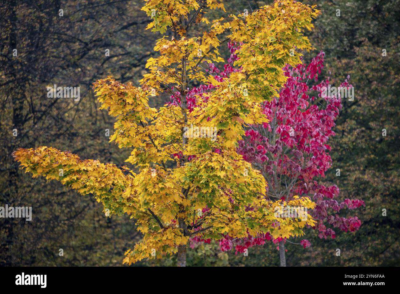 Colorful maple trees in a park in Ljubljana Slovenia Stock Photo - Alamy