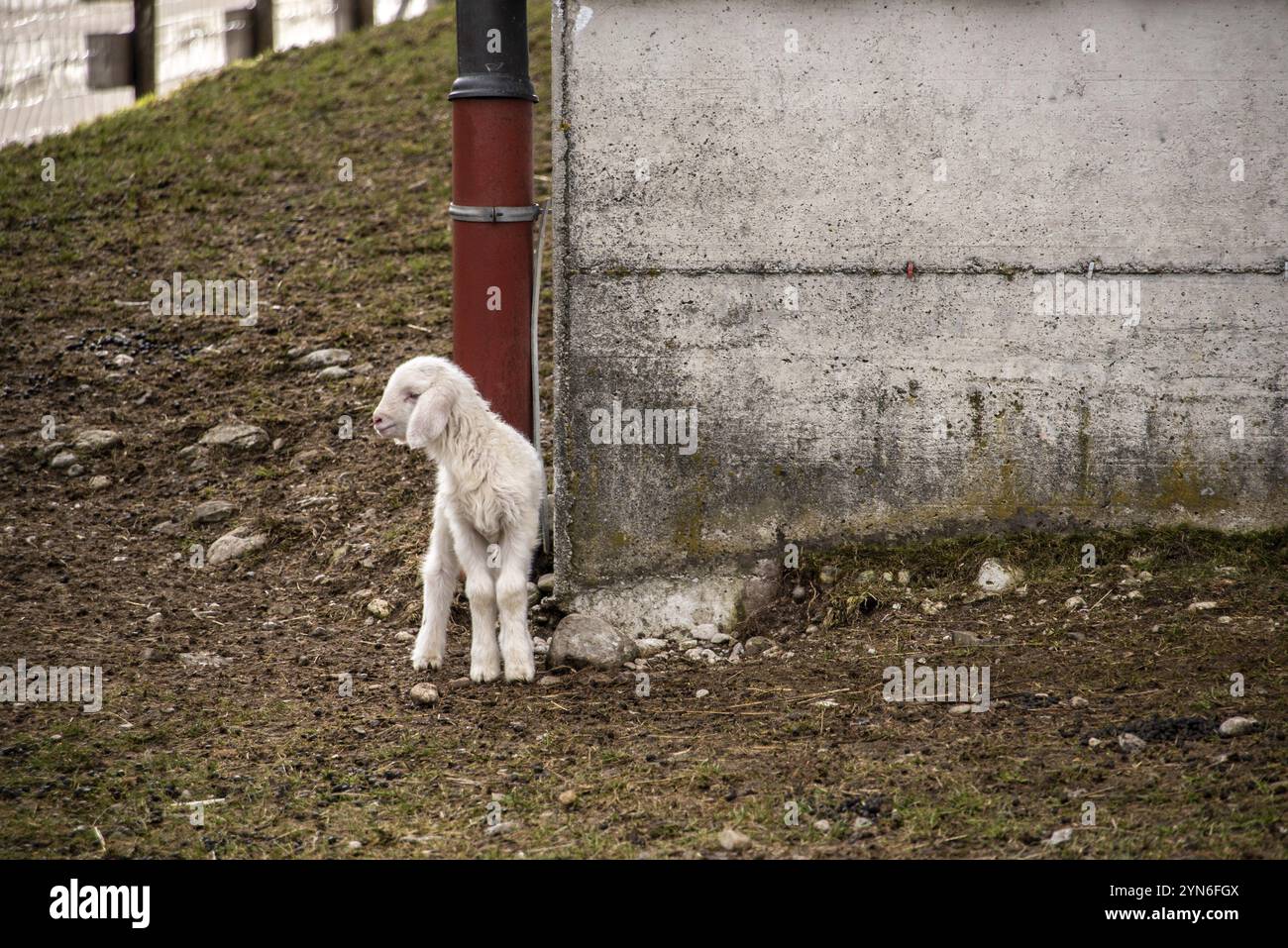 A young white lamb jumping happily around in its shed Stock Photo - Alamy