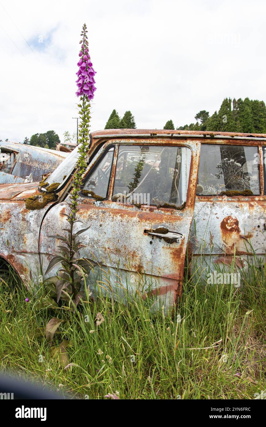 Antique cars on a big scrapyard at the end of Old Coach Road Trail ...