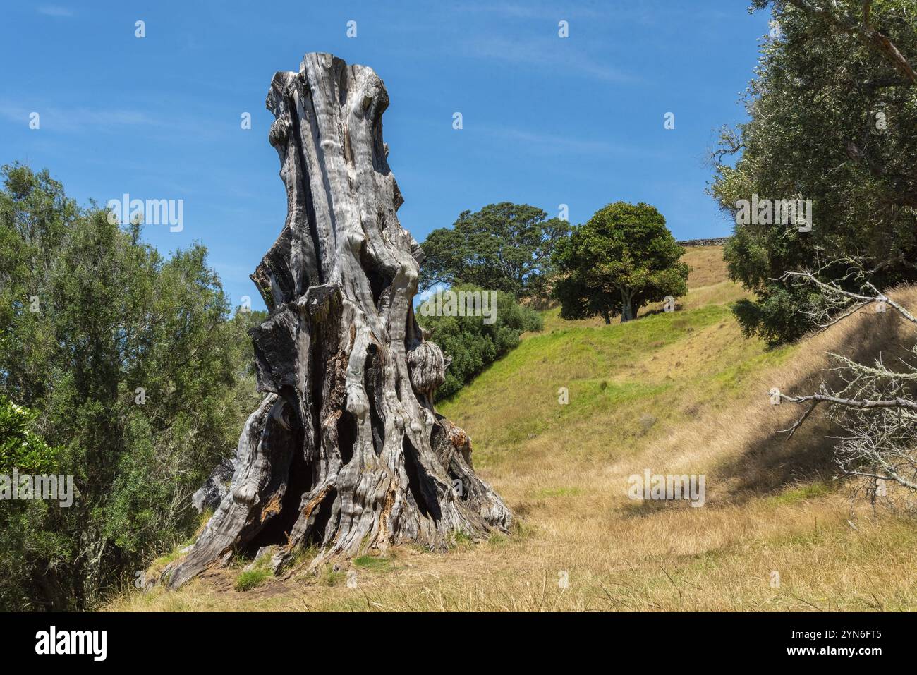 One tree hill in new zealand hi-res stock photography and images - Alamy