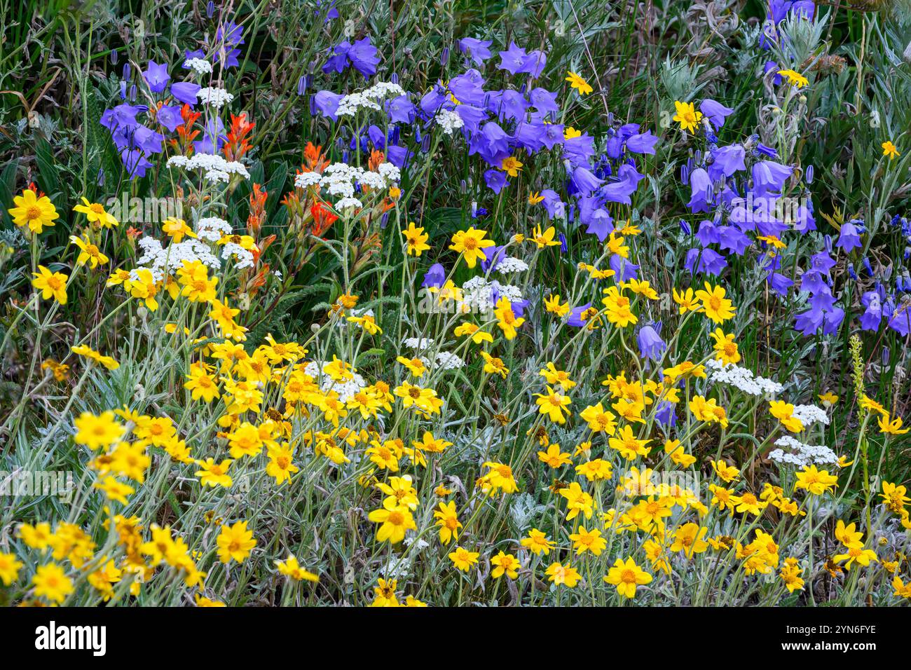 Wildflowers at Hurricane Ridge in Olympic National Park, Washington ...