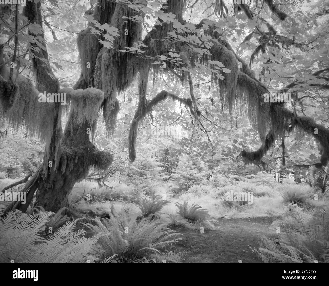 Bigleaf maple spruce nature hi-res stock photography and images - Alamy