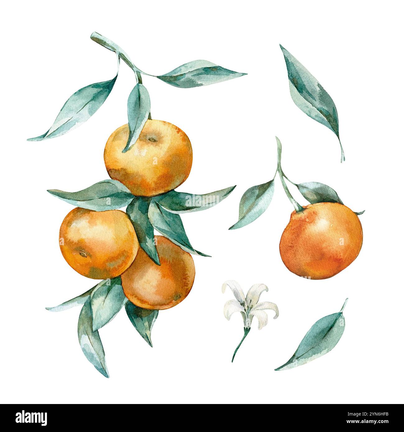 Mandarin branch with leaves isolated on white background. Hand drawn ...
