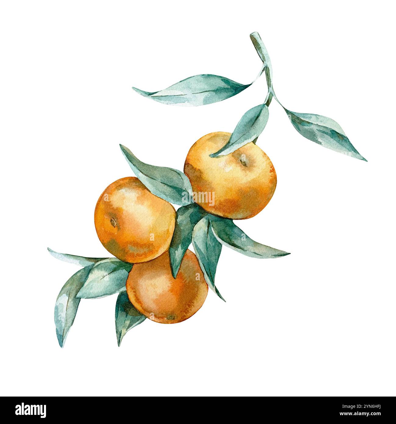 Mandarin branch with leaves isolated on white background. Hand drawn ...