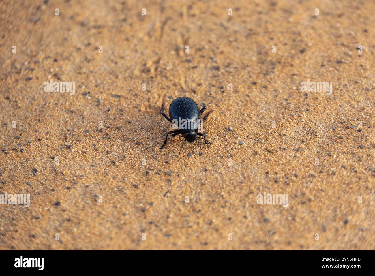 A black scarab beetle in the Erg Chebbi desert in Morocco Stock Photo ...