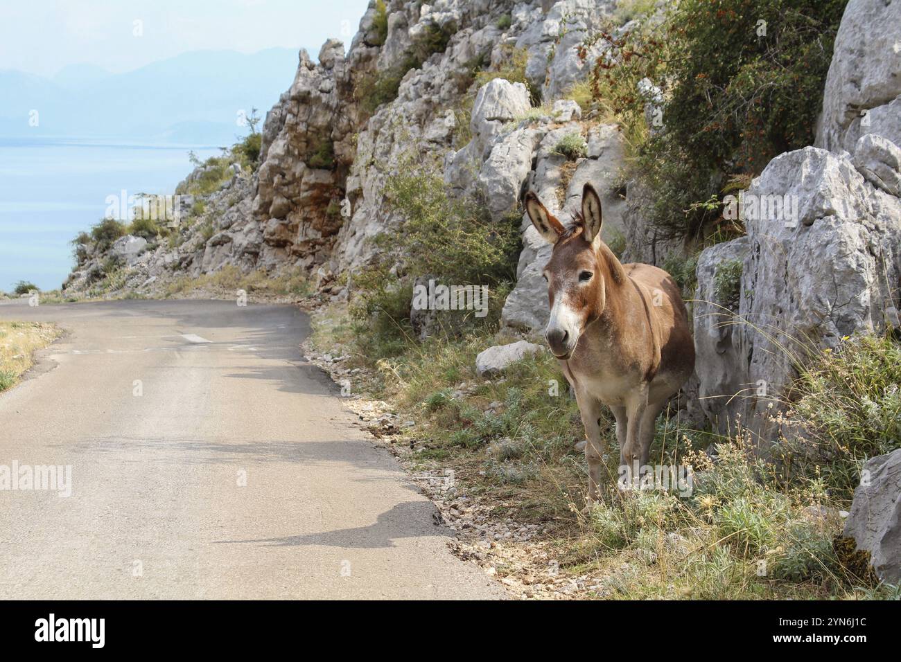 A donkey alone in the landscape of Lake Skadar in Montenegro Stock ...