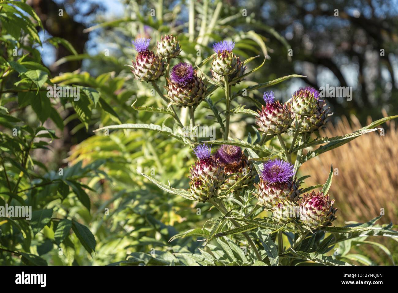 Colorful flowers in the botanic garden of Christchurch, South Island of ...