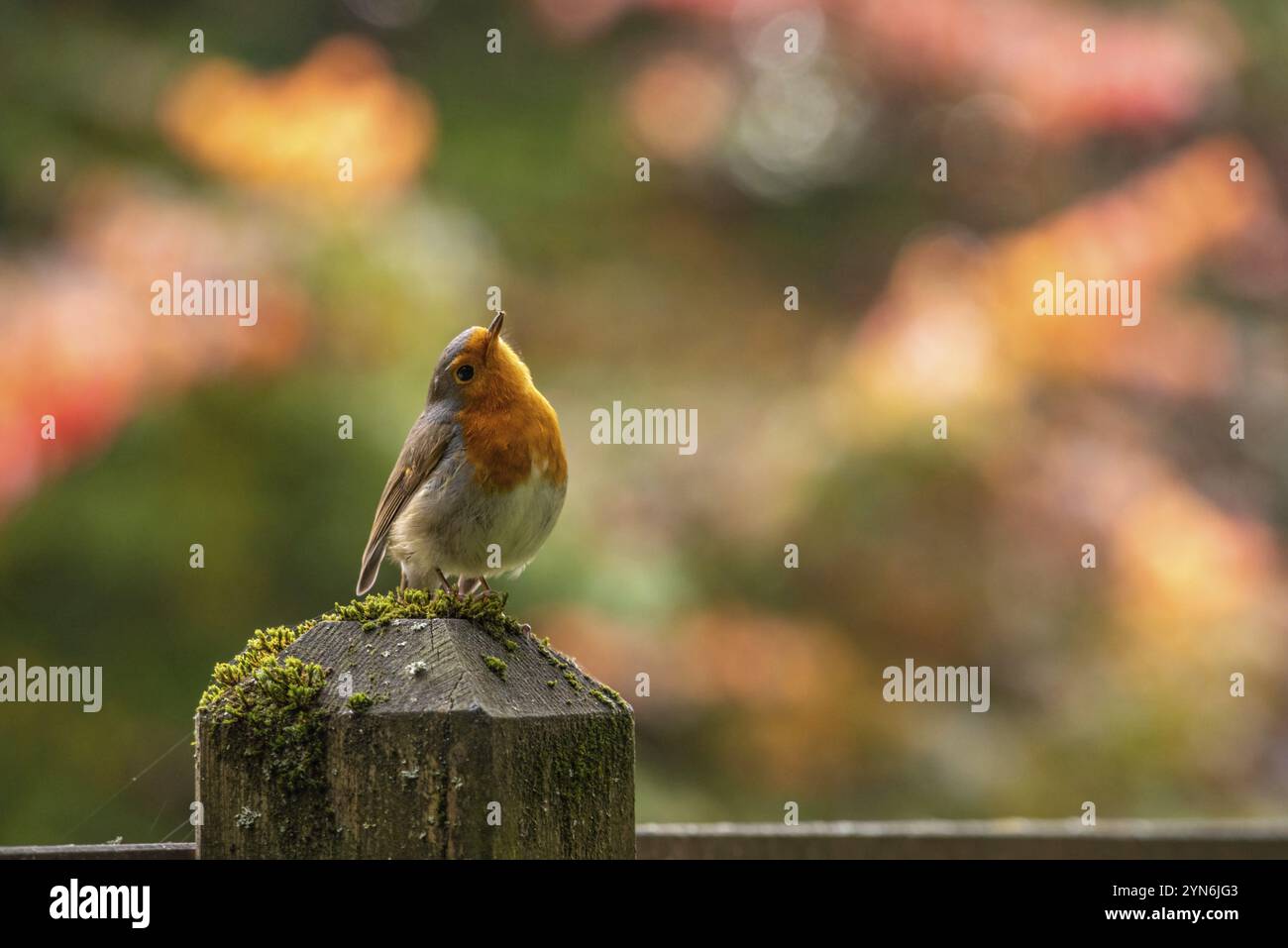 Beautiful European robin sitting on a pole in a park in autumn Stock ...