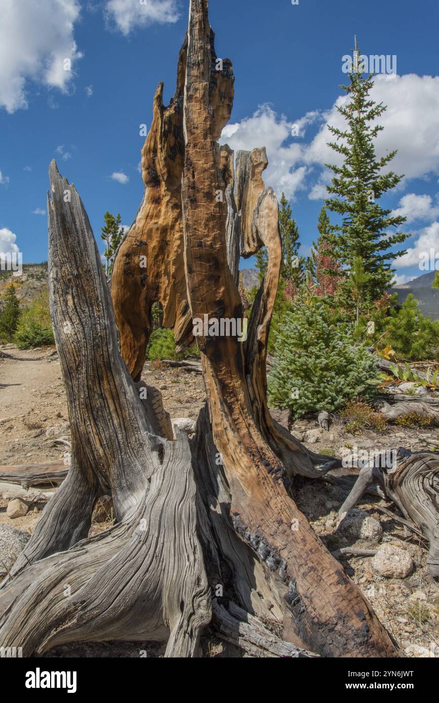 An old dead trunk with holes in the Rocky Mountain National Park, USA ...