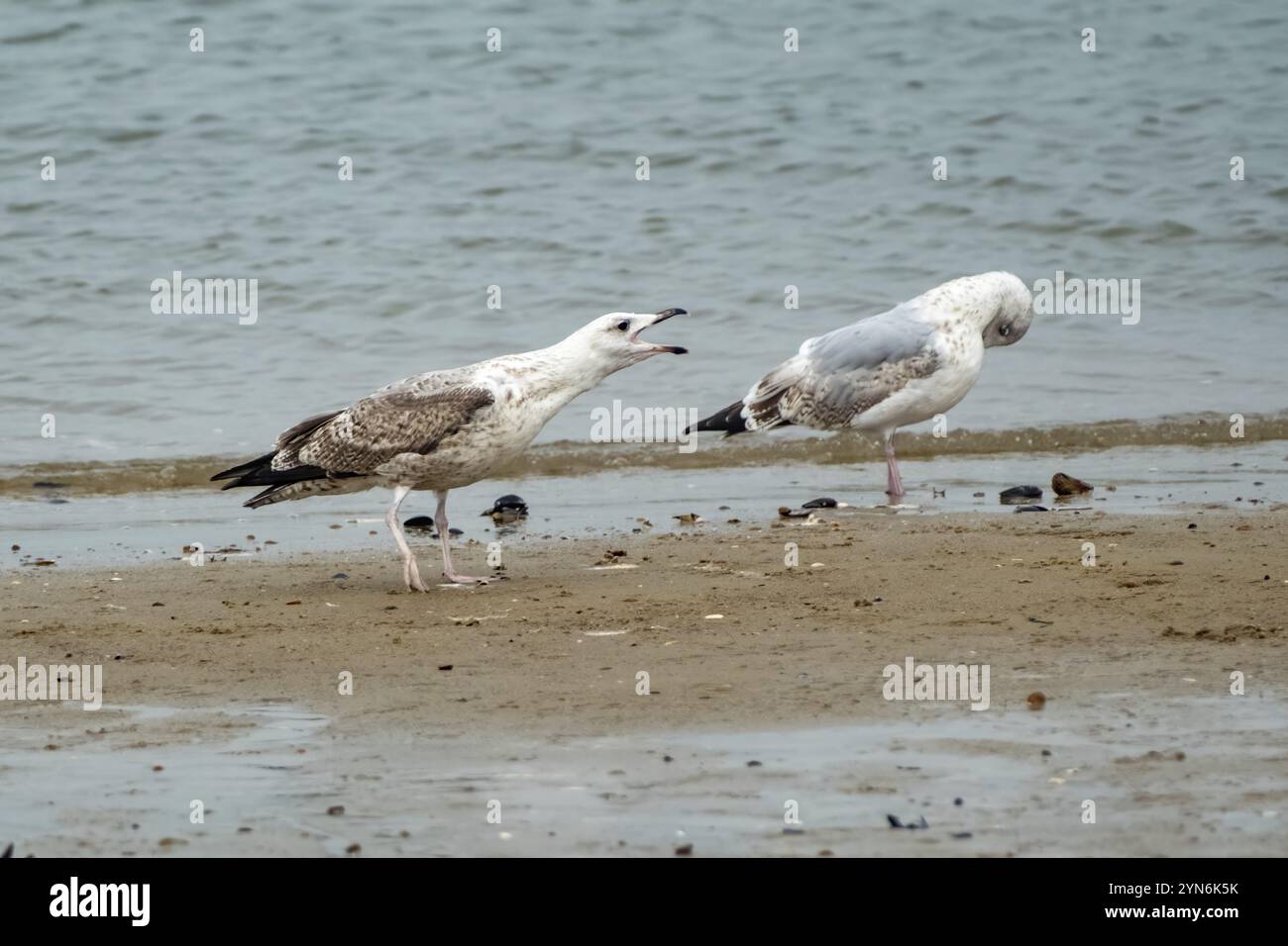 Seagull is crying at the beach Stock Photo - Alamy