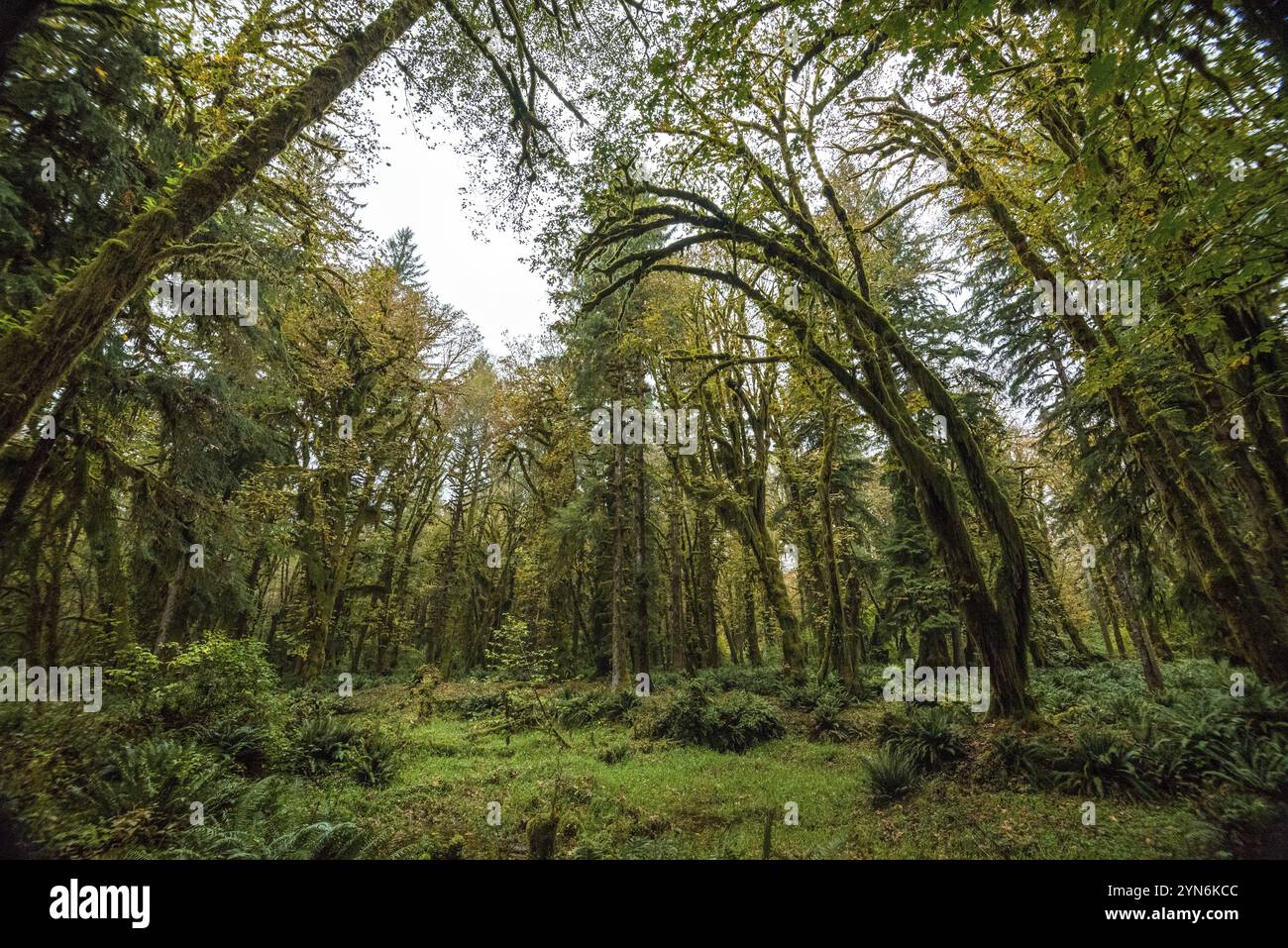 Scenic rainforest in the Olympic National Park in Washington state, USA ...