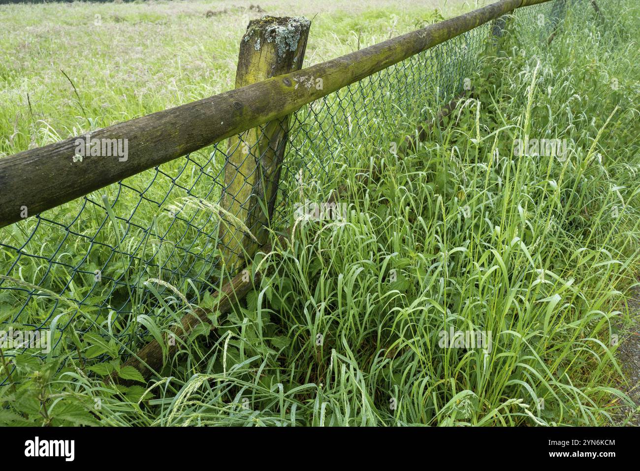 Wooden fence with sprawling plants Stock Photo - Alamy