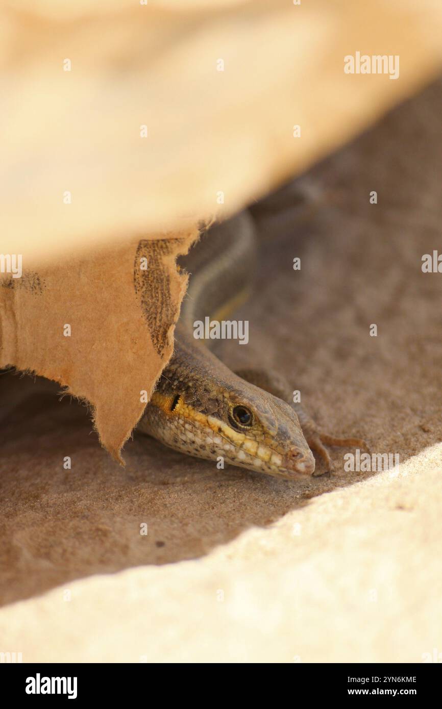 African lizard, hiding under a stone, Egypt, Africa Stock Photo - Alamy