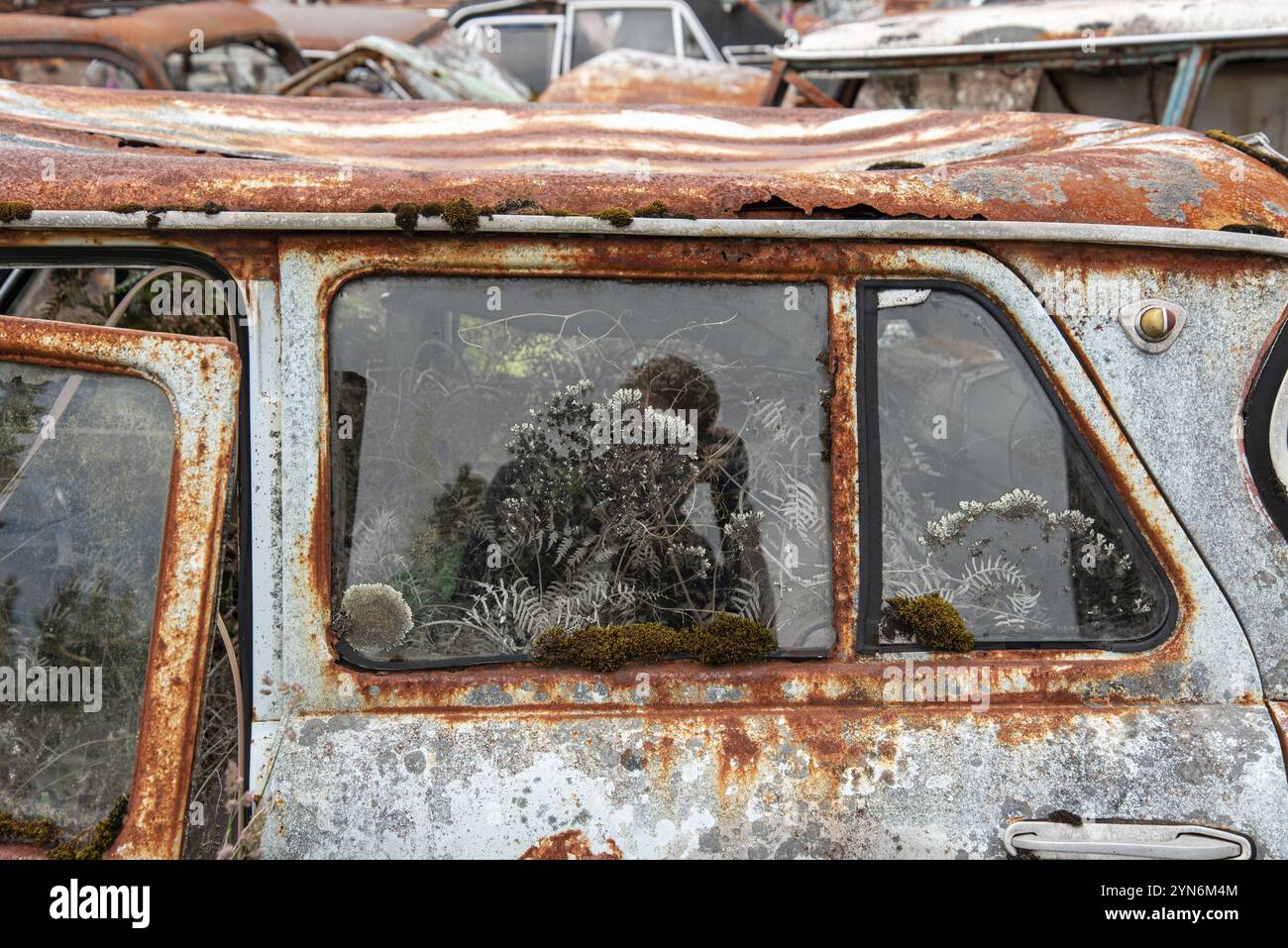 Antique cars on a big scrapyard at the end of Old Coach Road Trail ...